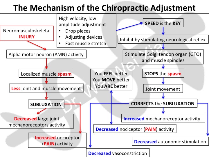 The mechanism of the chiropractic adjustment – Wei Wei Xia, MS, DC, IIE